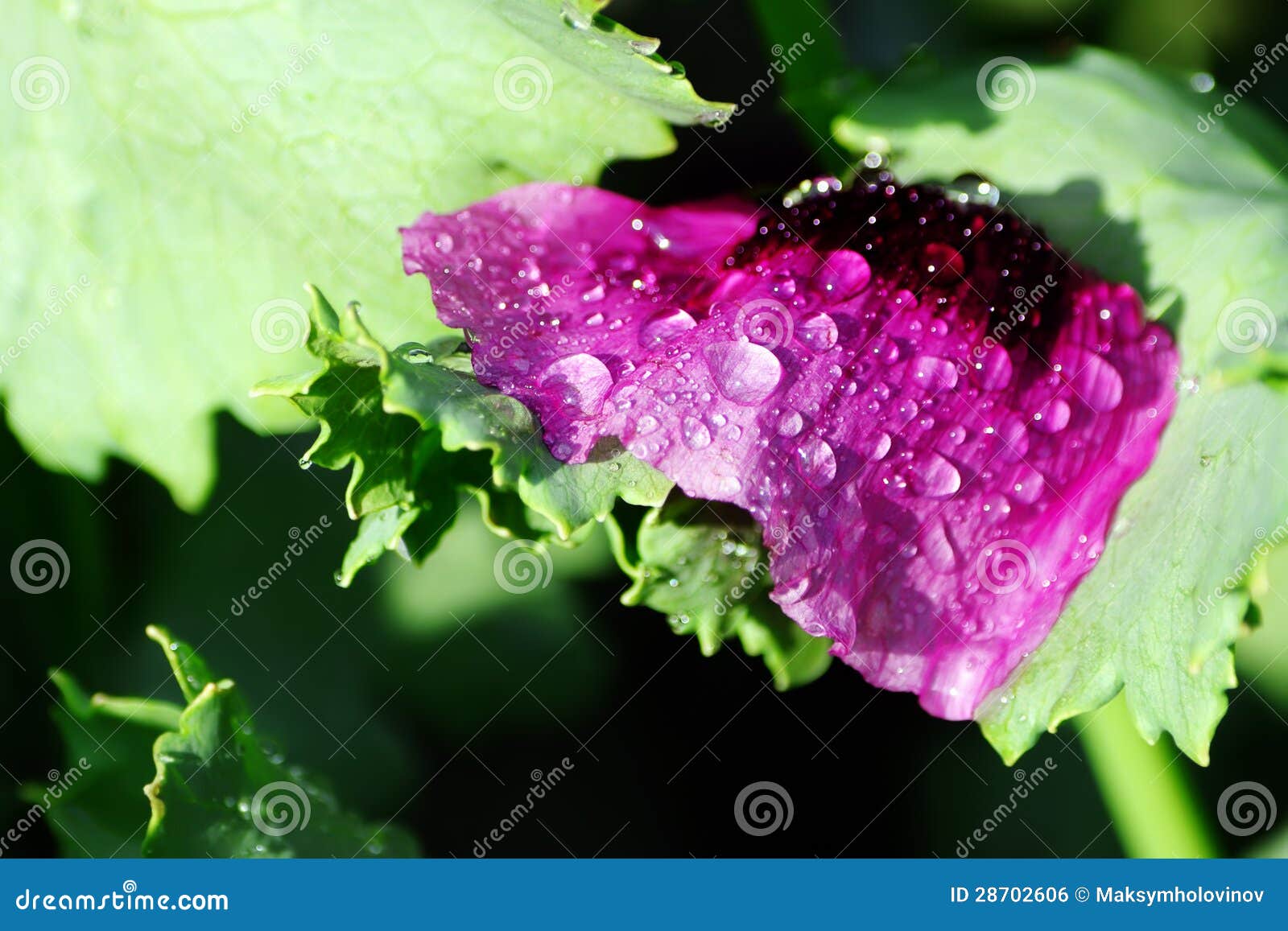 Petal poppy stock photo. Image of natural, single, green - 28702606