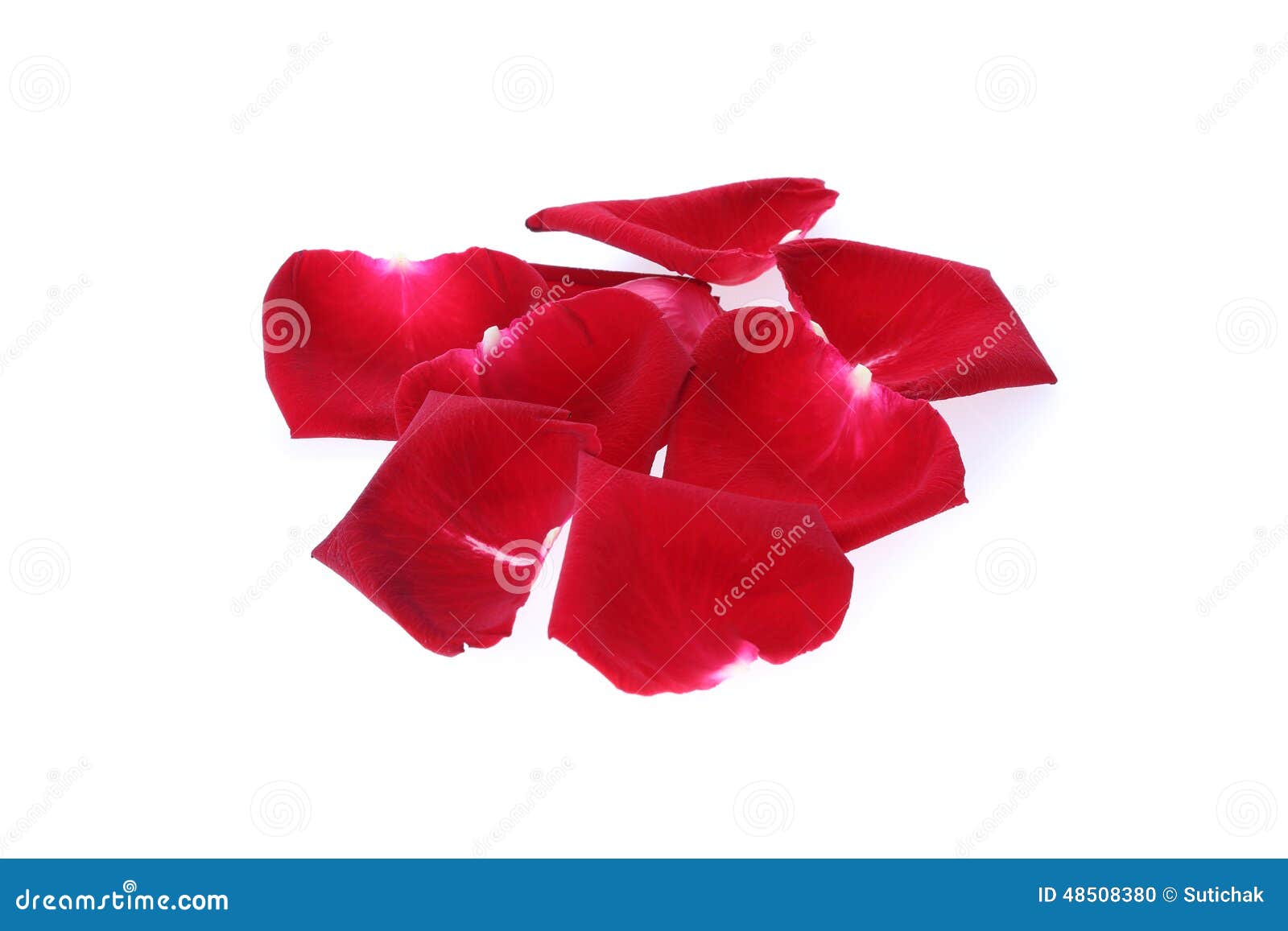Petal red rose flower stock photo. Image of aroma, background - 48508380