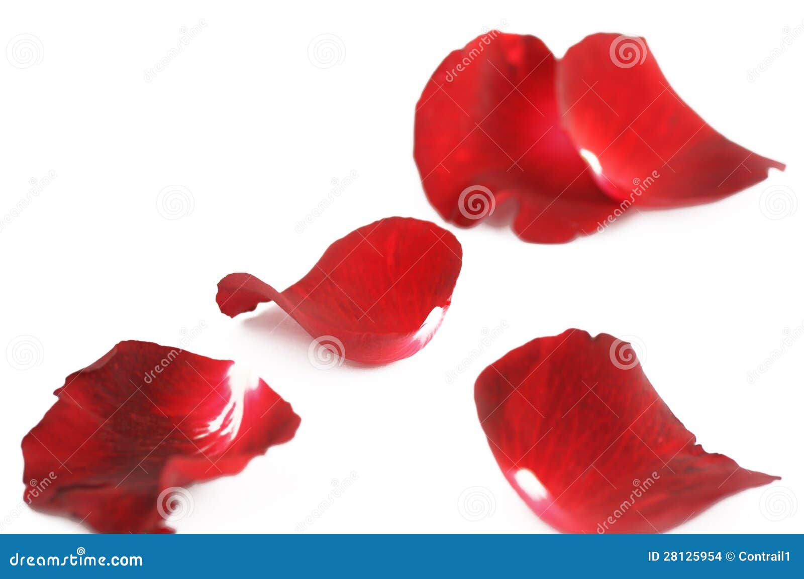The Petal Of A Red Rose On A White Surface. The Petal Of A Red Rose On ...