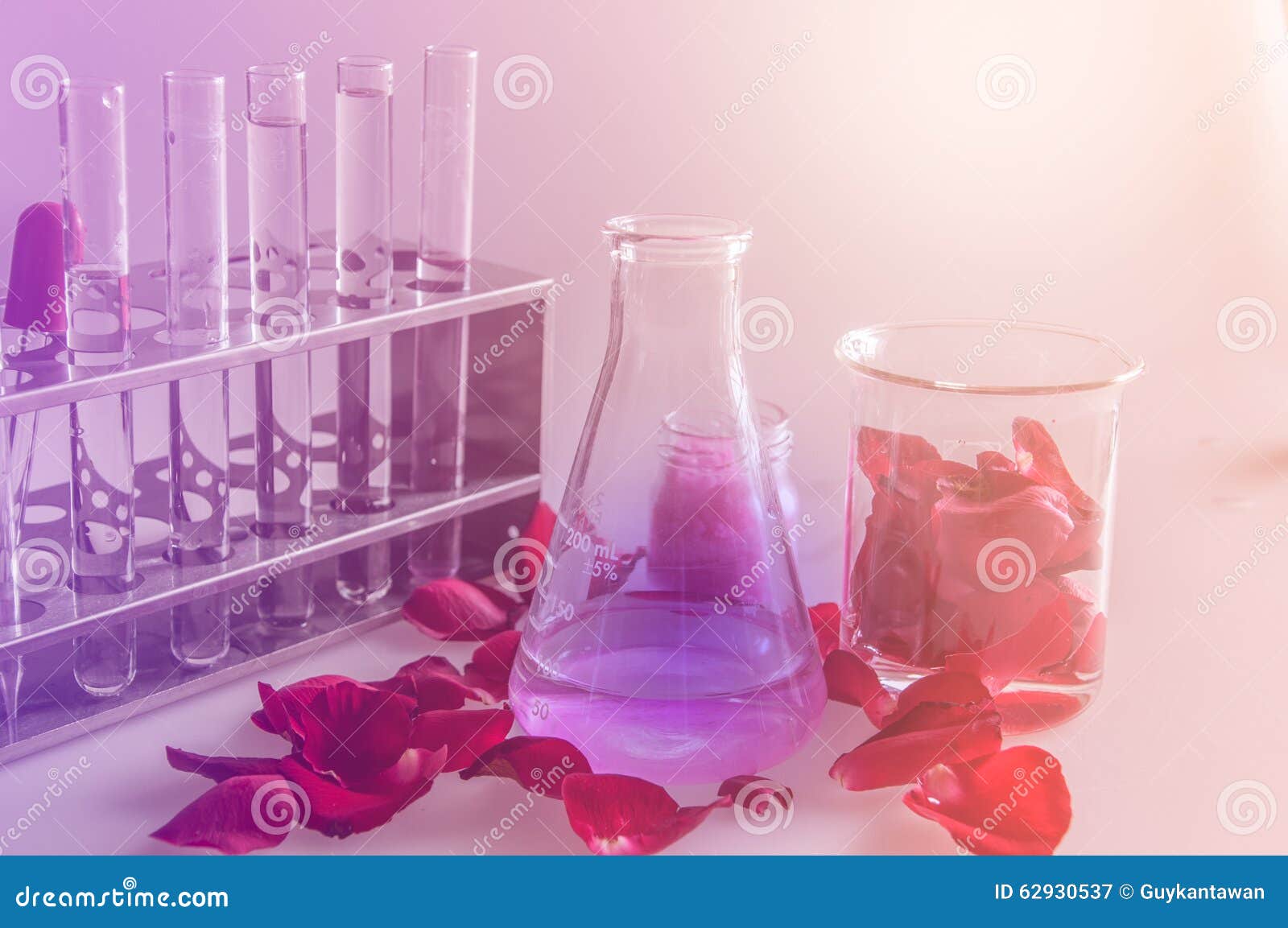 Petal Rose in Laboratory for Analysis Stock Image - Image of fluid ...
