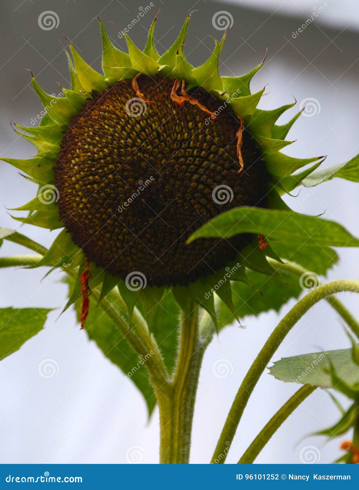 Petal less Sunflower at Sunset Stock Photo - Image of leaf, agriculture ...