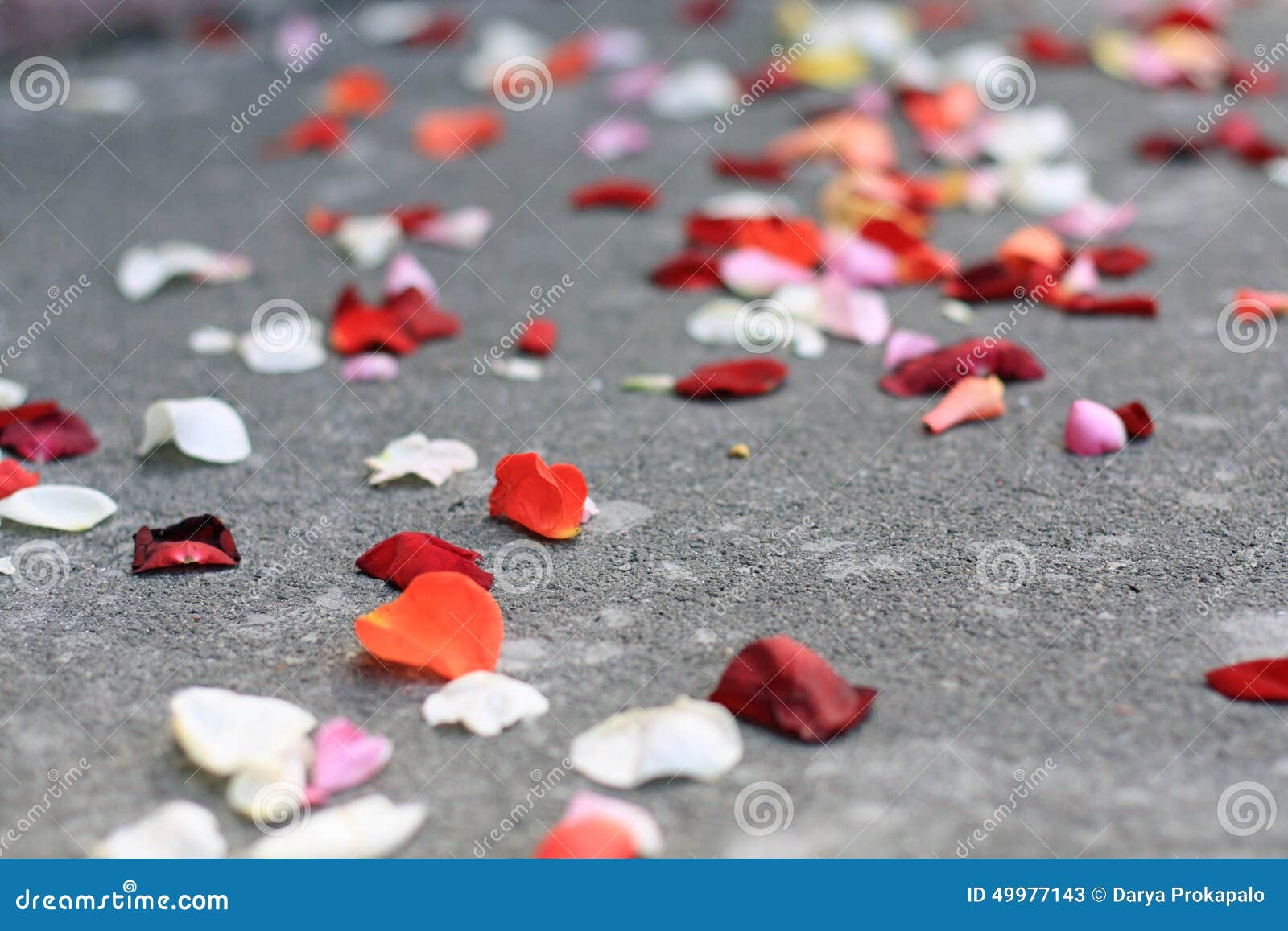 Petali di rosa immagine stock. Immagine di petali, fioritura - 49977143