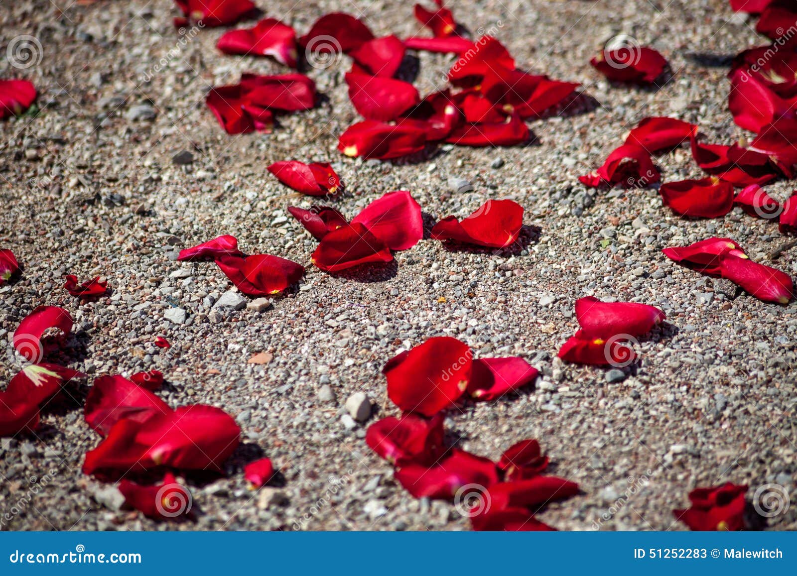 Petali di rosa immagine stock. Immagine di rosa, unione - 51252283