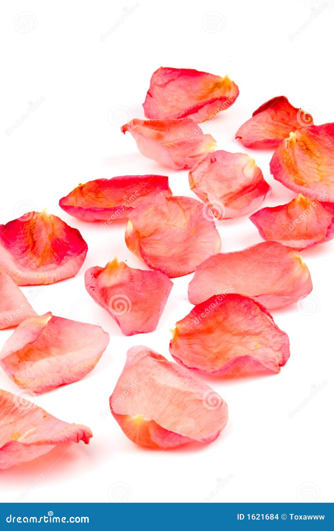 Petali di rosa rossi fotografia stock. Immagine di reale - 1621684