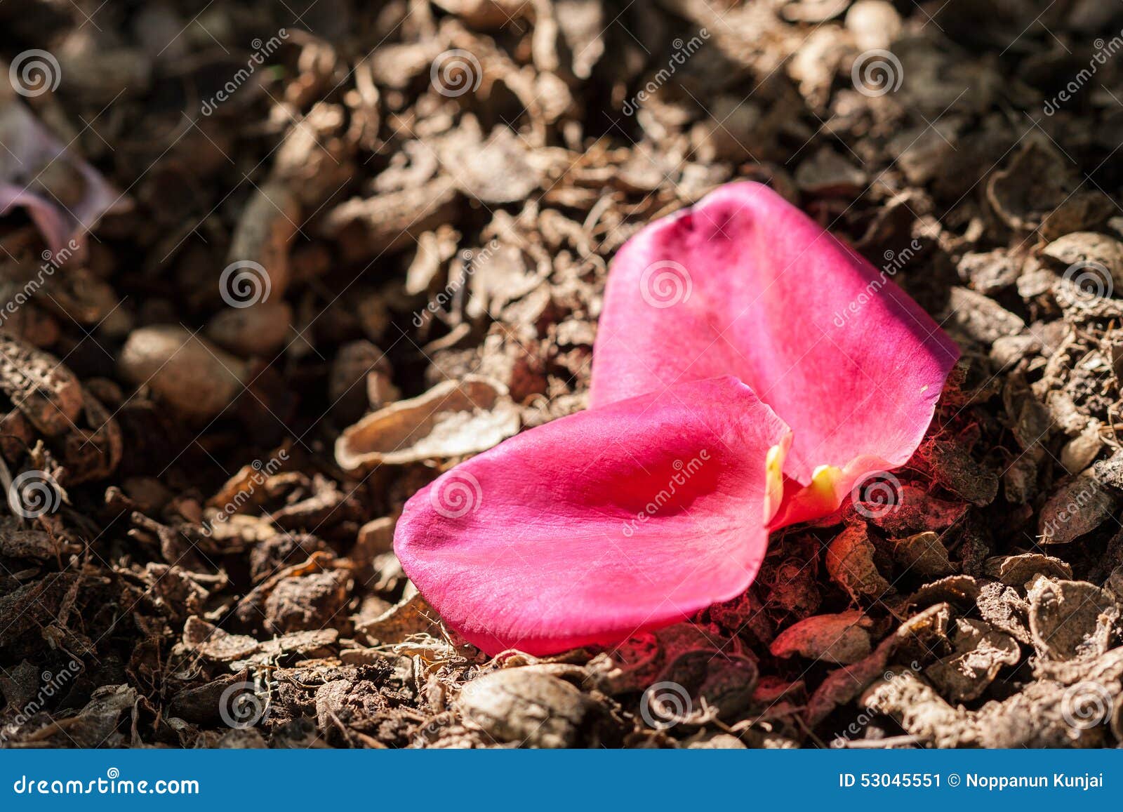 Petali di Rosa su terra immagine stock. Immagine di nave - 53045551