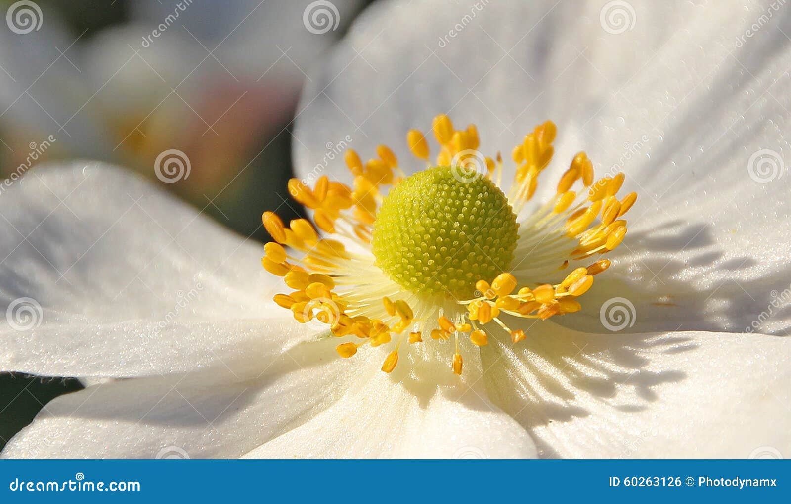 Petali e stame fotografia stock. Immagine di riproduttivo - 60263126