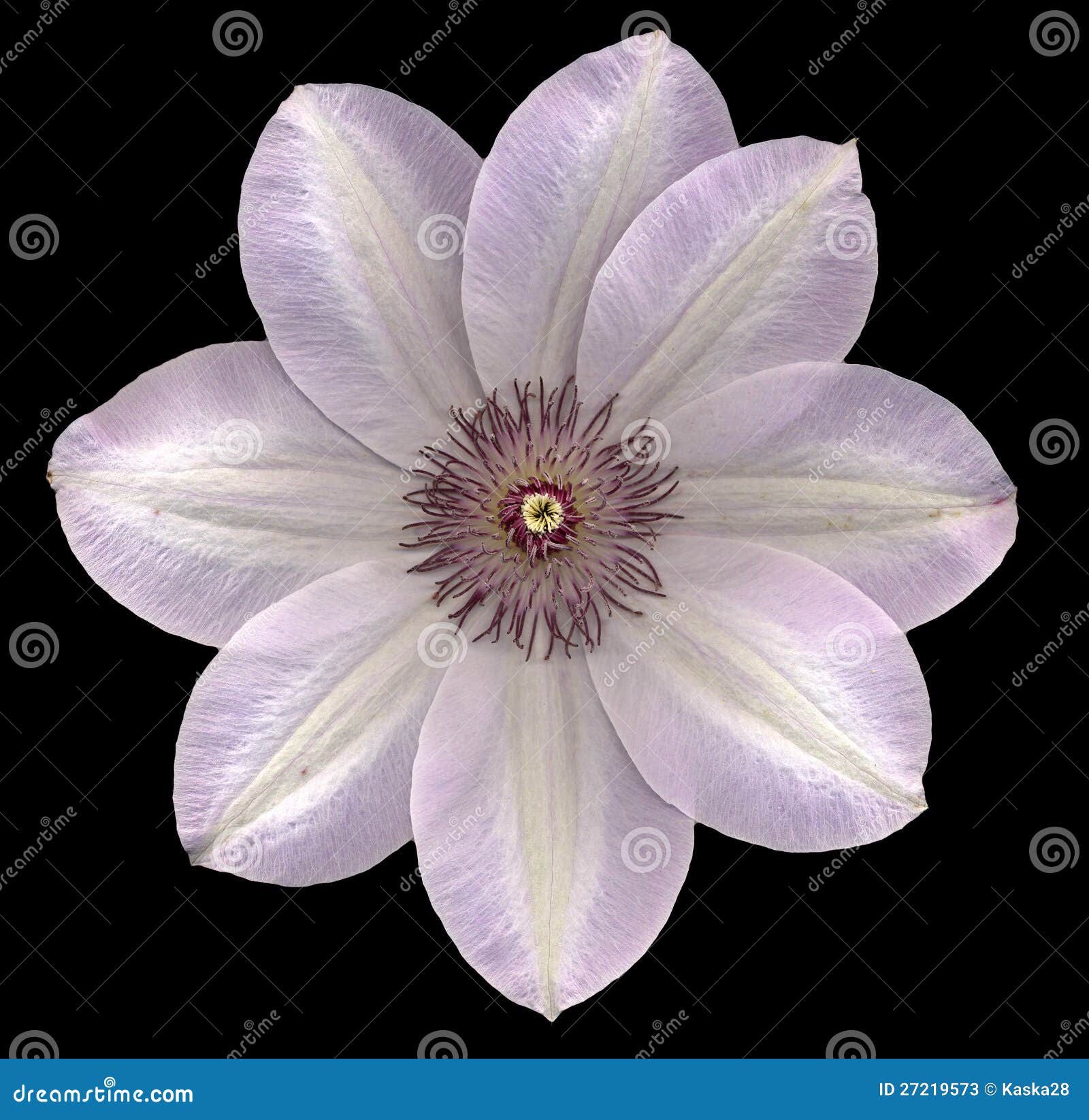 The petals stock image. Image of blossom, event, beautiful - 27219573