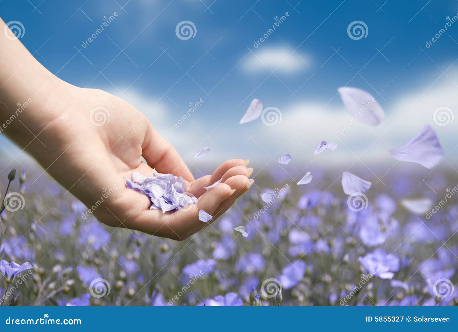 Petals in Breeze stock image. Image of idea, spring, delightful - 5855327