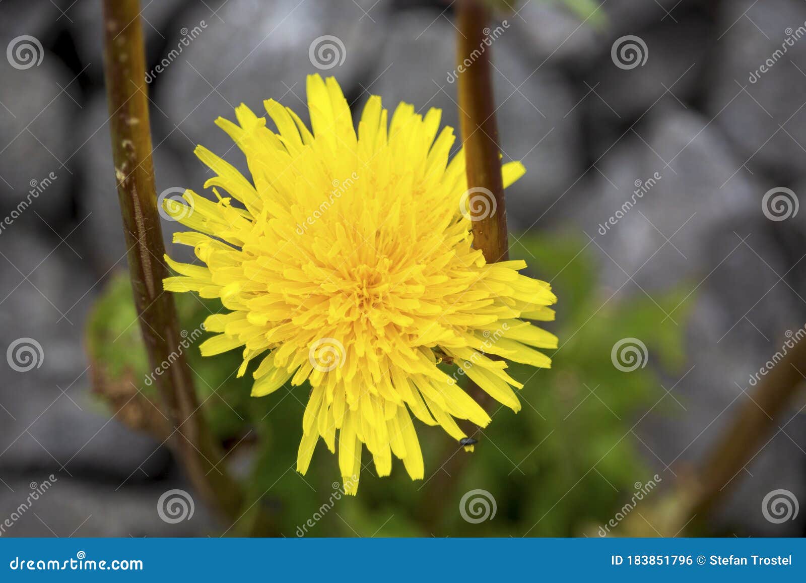 Petals of a Dandelion in the Middle of Stalks Stock Photo - Image of ...