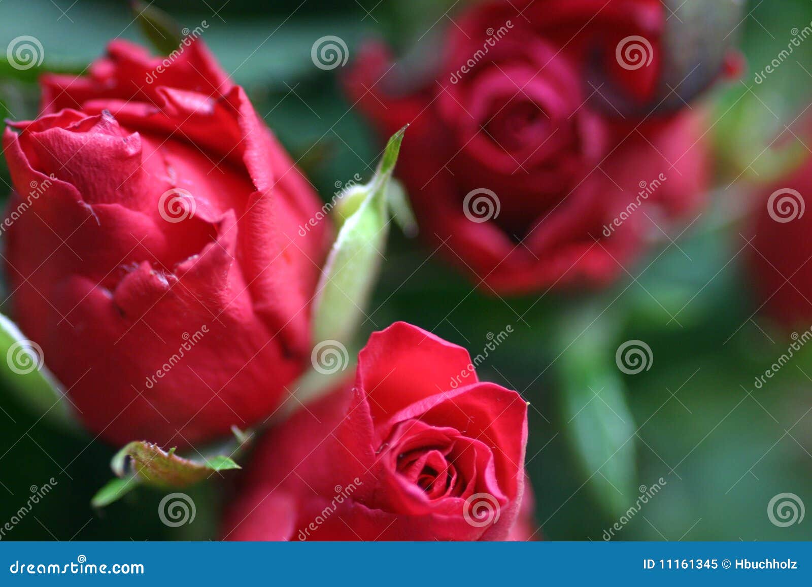 Petals of dark red roses stock image. Image of folds - 11161345