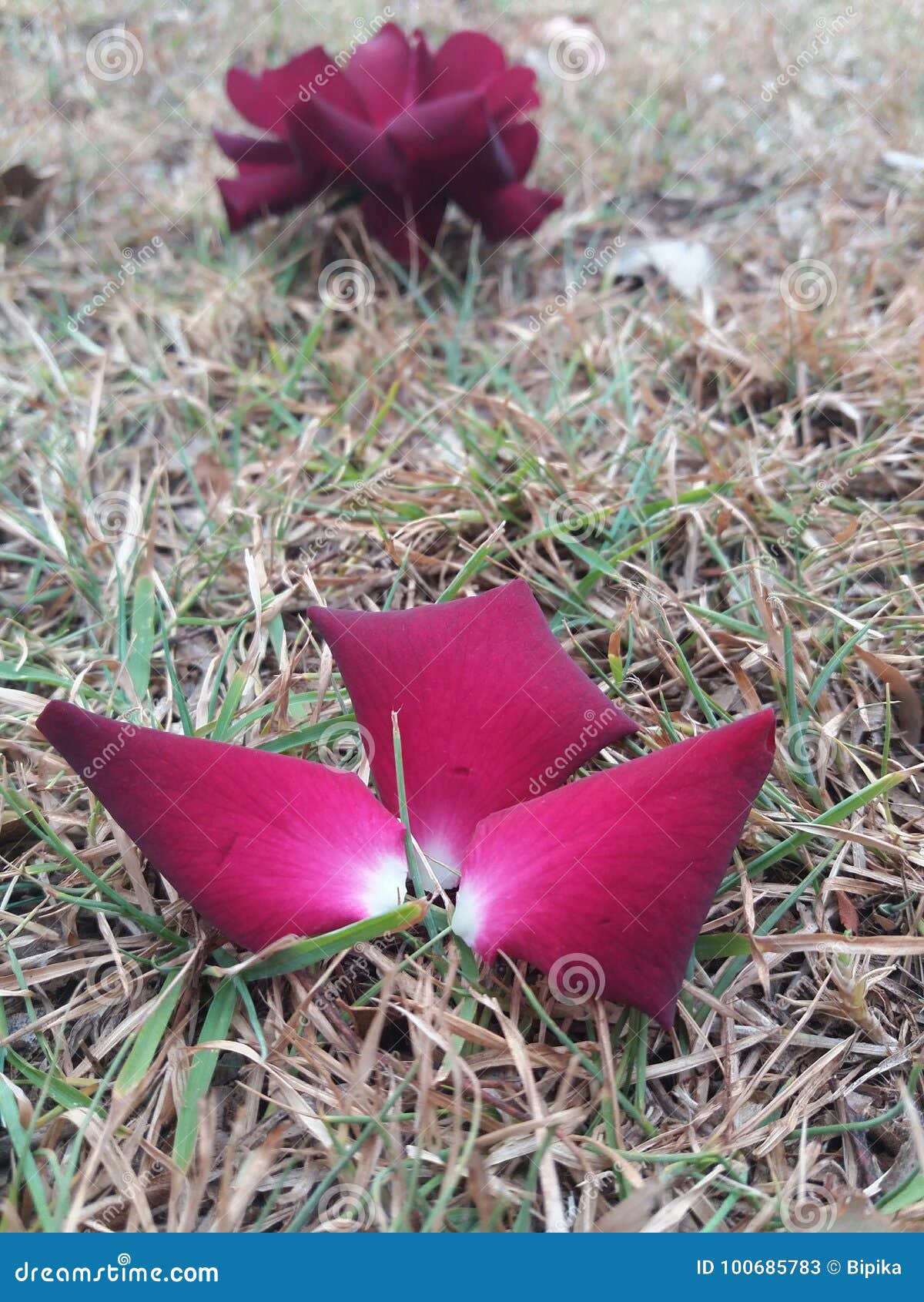 Petals of the Fallen Red Rose Stock Image - Image of rose, beauty ...