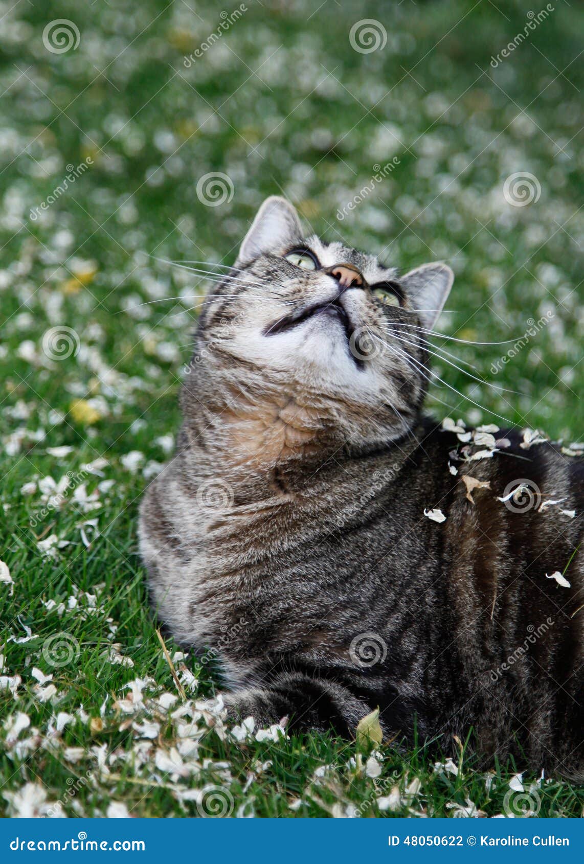 Petals Falling on Cat stock photo. Image of nature, looking - 48050622