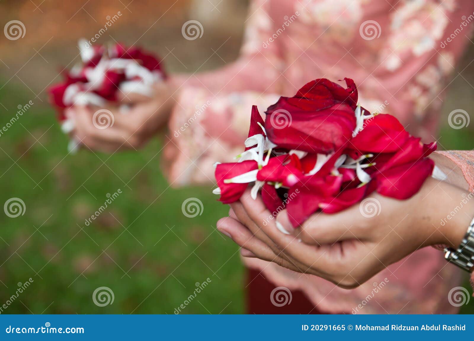 Petals of Flowers in Hands stock image. Image of still - 20291665