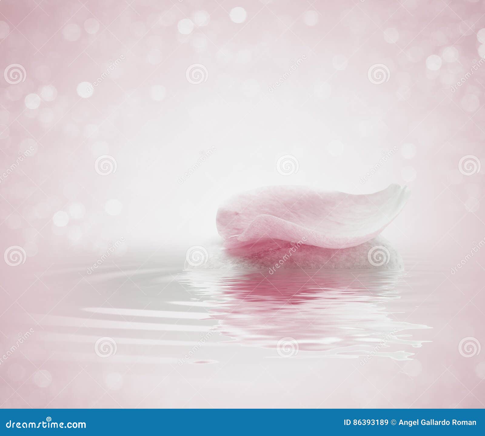 Petals Flowers White Background Stock Image - Image of natural, floral ...