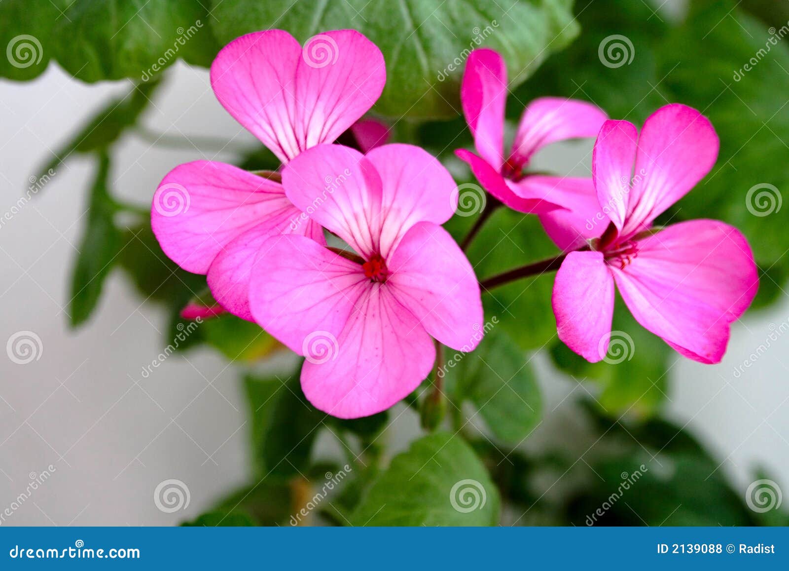 Petals of geranium stock photo. Image of geranium, ornamental - 2139088
