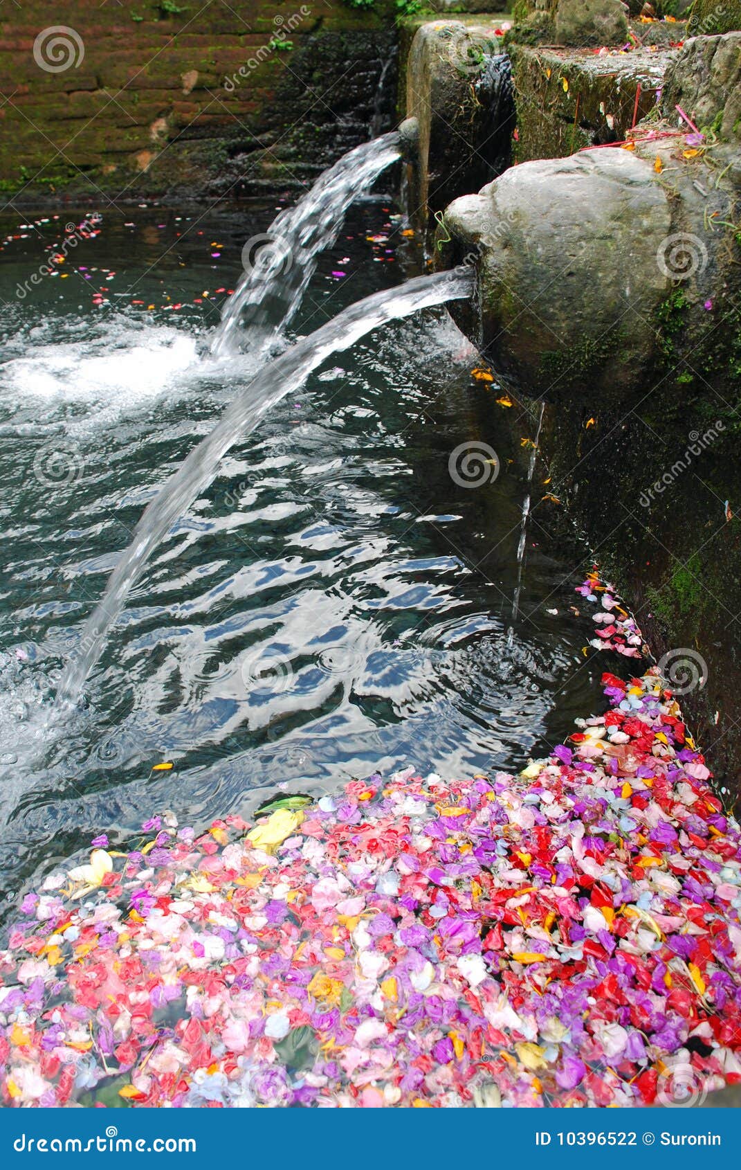 Petals and holy water stock photo. Image of tirta, spring - 10396522