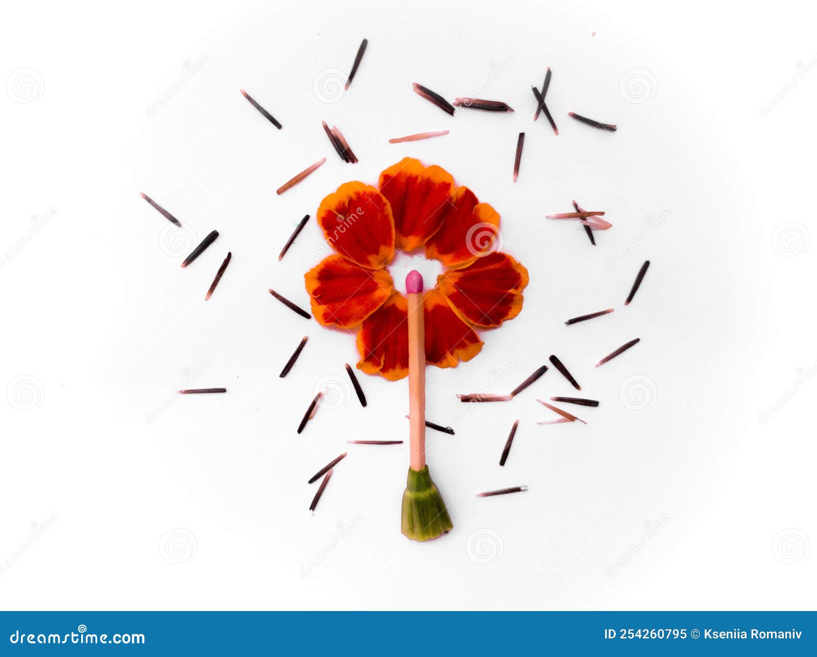 Petals of Orange Flowers Around a Matchstick on a White Background ...