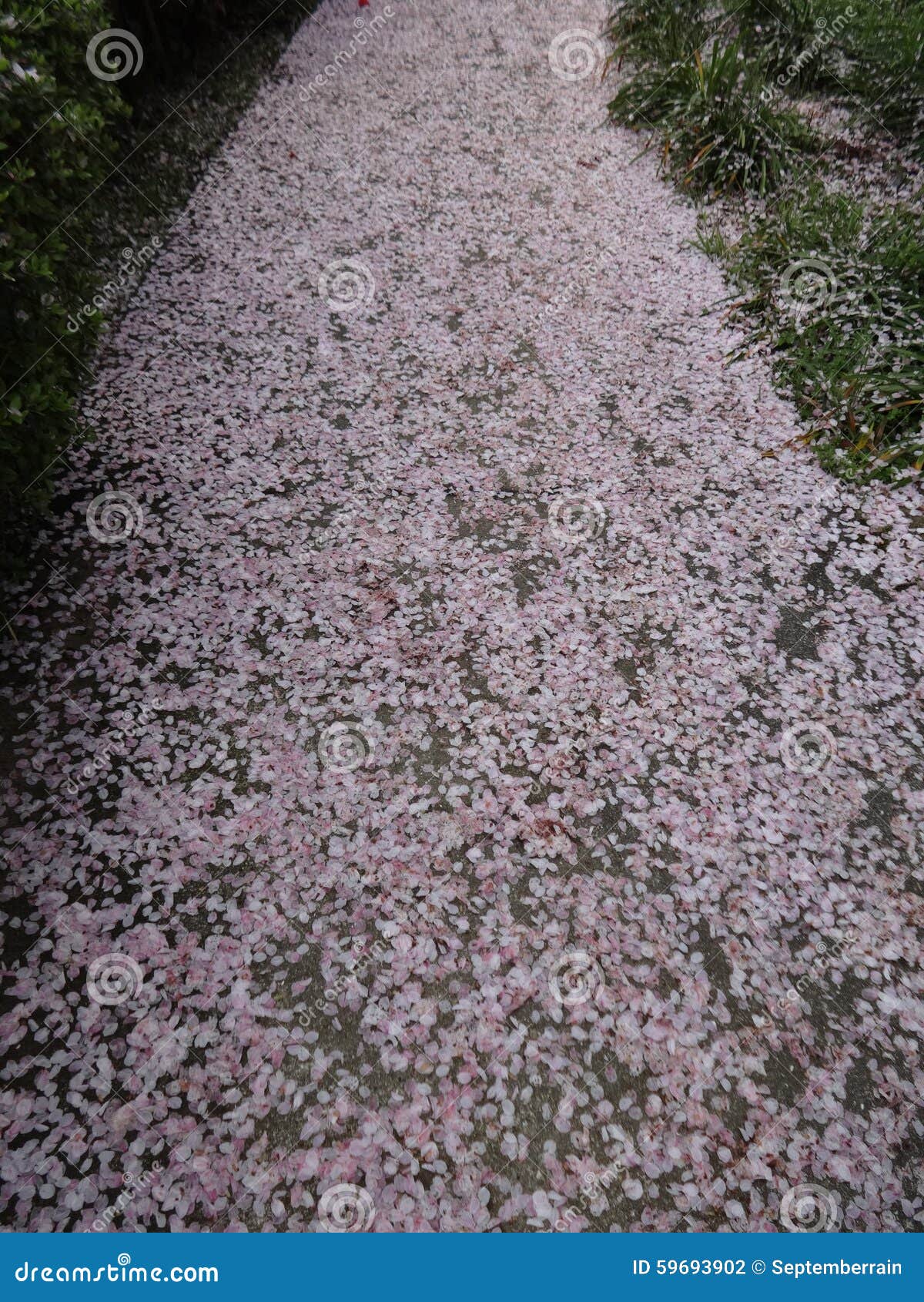 Petals on the path stock photo. Image of native, pink - 59693902
