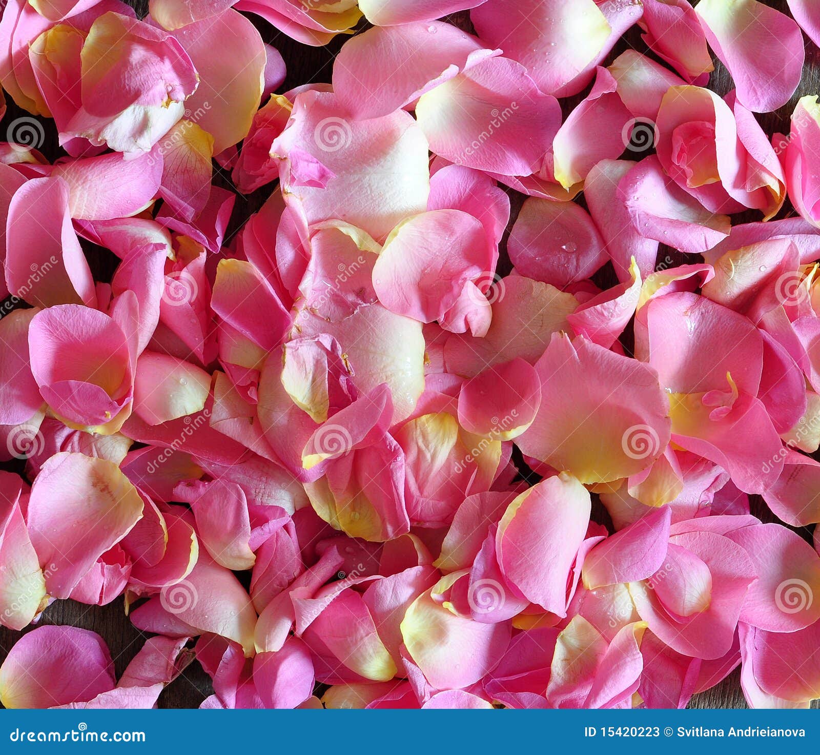 Petals of pink rose stock image. Image of pink, roses - 15420223