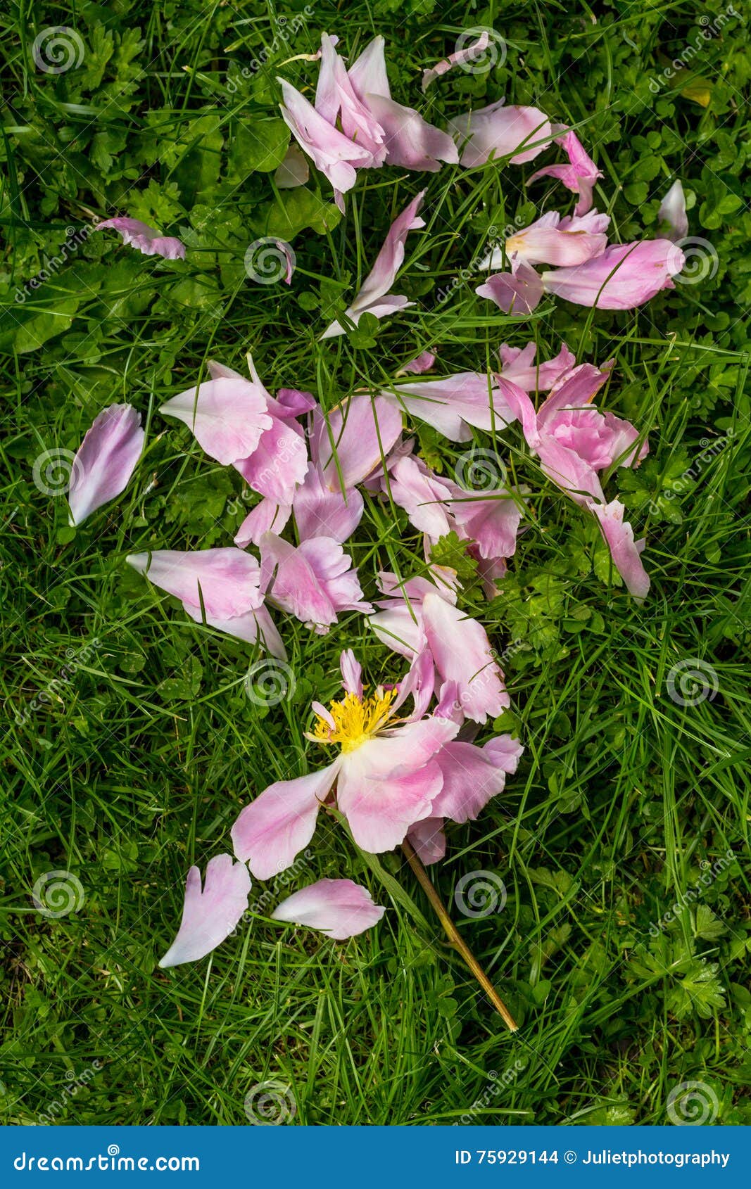 Petals of Pink Rose on the Grass Stock Photo - Image of romantic, rose ...