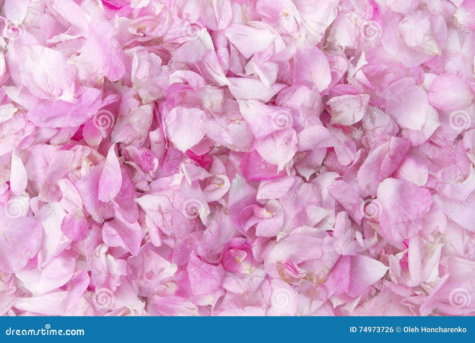 Petals of a Pink Roses Texture. Stock Photo - Image of nature, garden ...