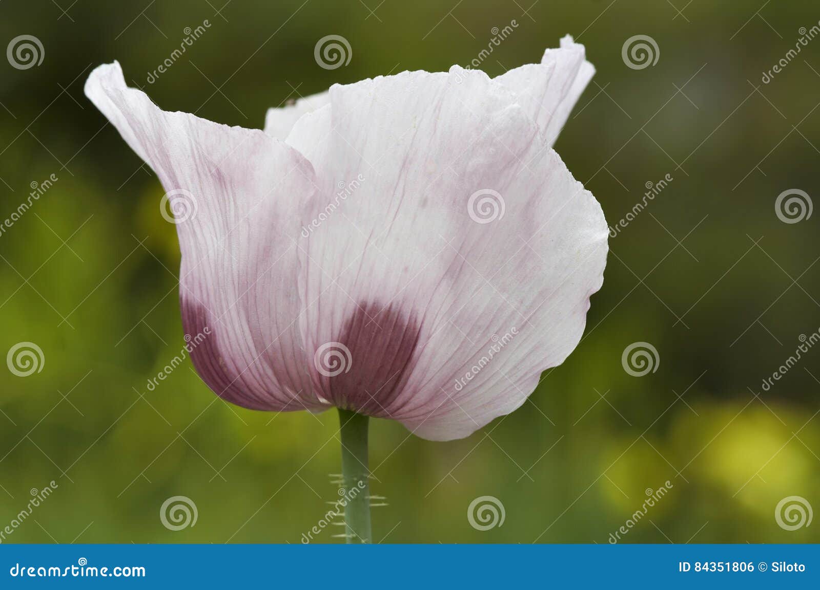 Petals of poppy stock photo. Image of abstraction, carpel - 84351806