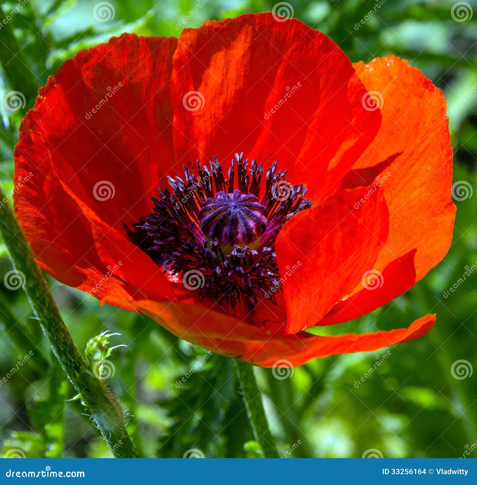 Petals of a poppy stock photo. Image of life, guide, prosper - 33256164