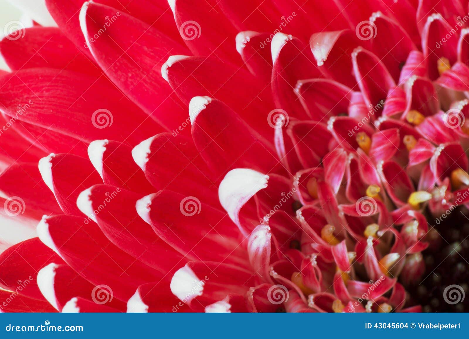 Petals of a Red Gerbera Flower Stock Photo - Image of gerber, beauty ...