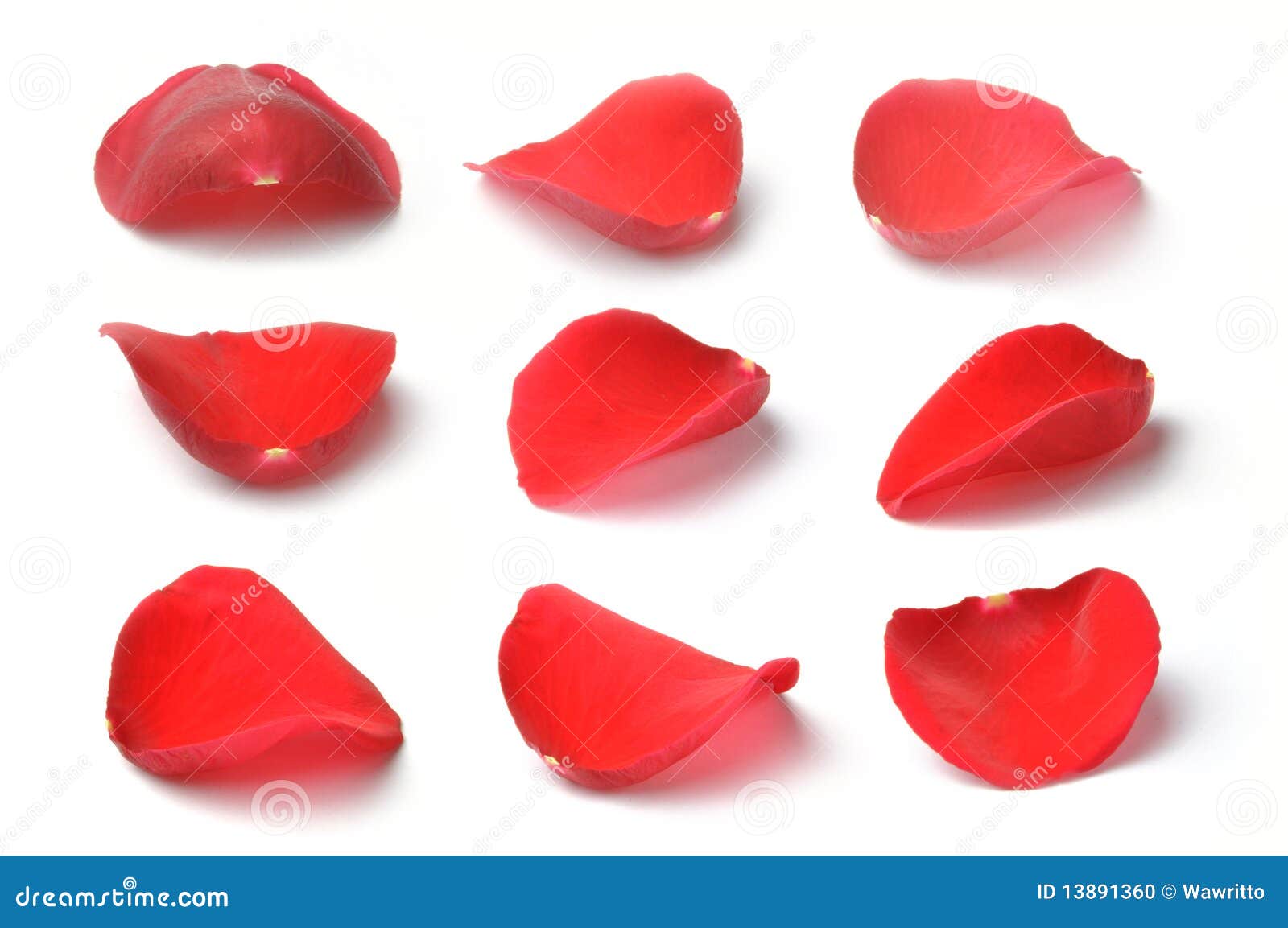 Petals of a Red Rose Isolated Stock Photo - Image of background, date ...