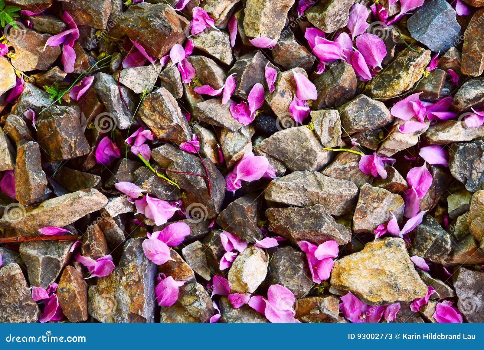 Petals and Rocks stock image. Image of landscaping, fallen - 93002773