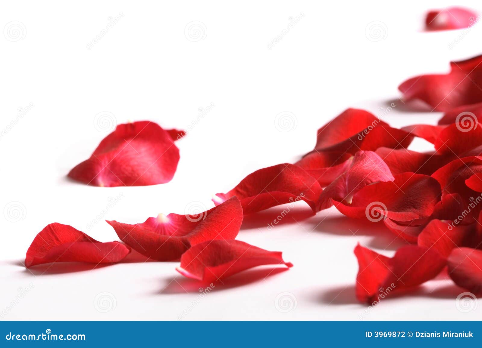 Petals of a Rose, on a White Background Stock Photo - Image of gift ...