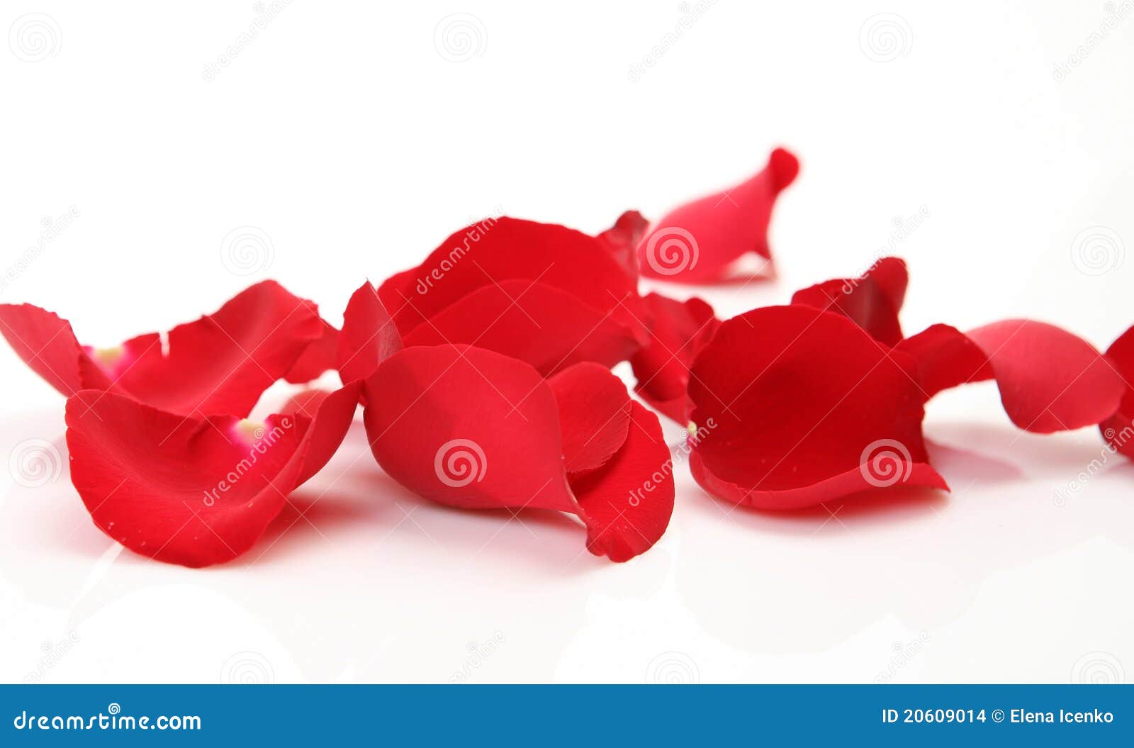 Petals of roses stock photo. Image of decorative, flower - 20609014