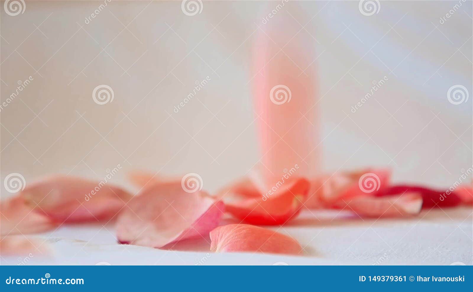 Petals of Roses Falling Down HD 1920x1080 Stock Video - Video of ...