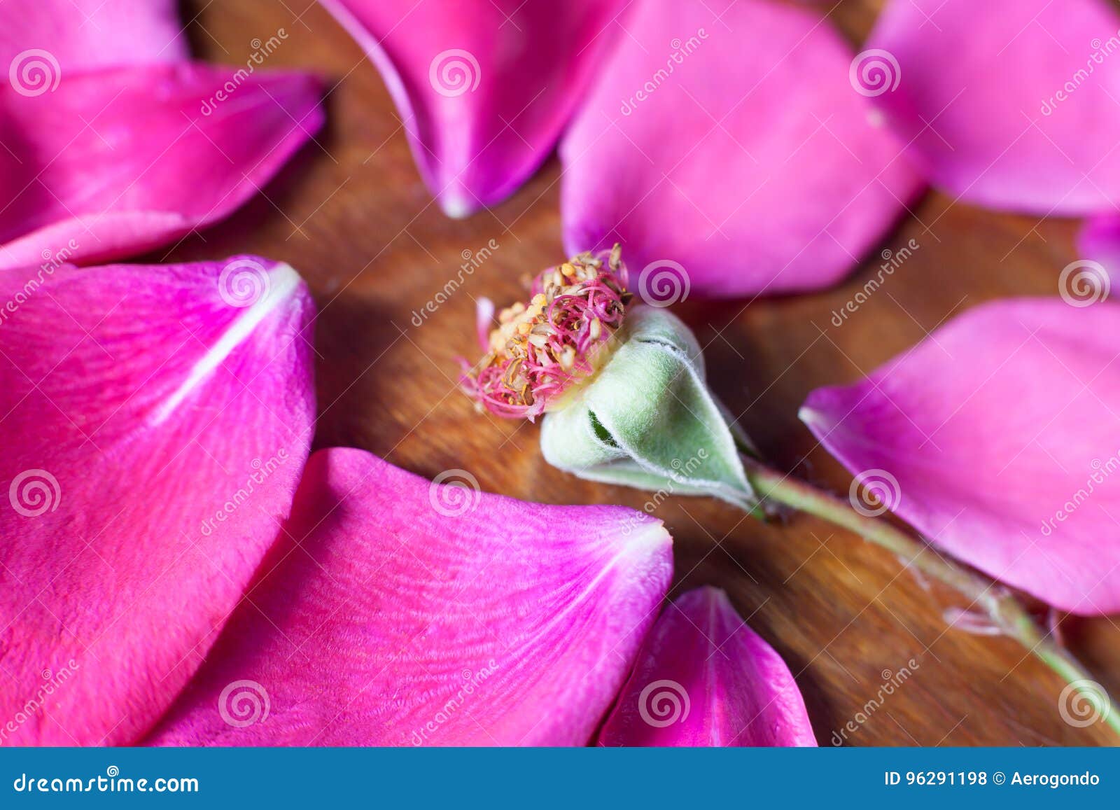 Petals Separated from the Flower Stock Photo - Image of magenta, studio ...