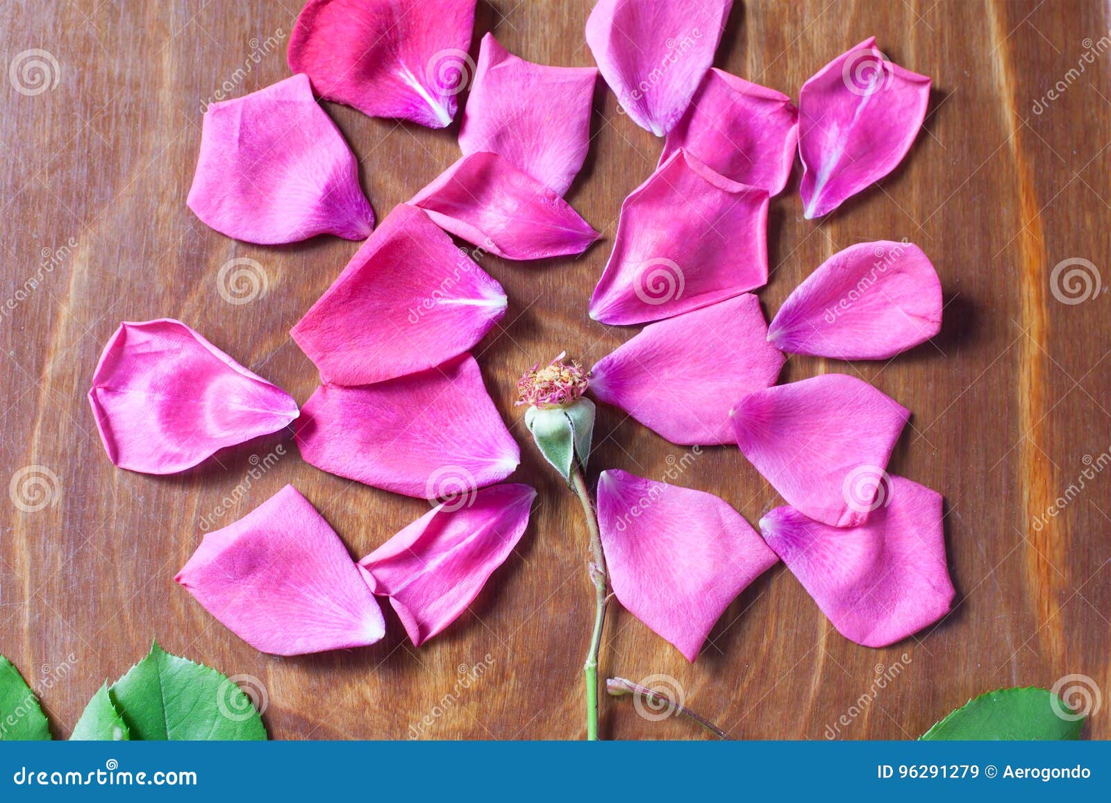 Petals Separated from the Flower Stock Image - Image of stem, rose ...