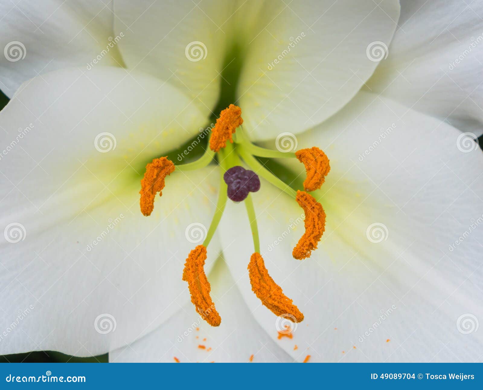 Anatomy Lily Stock Photos - Free & Royalty-Free Stock Photos from ...