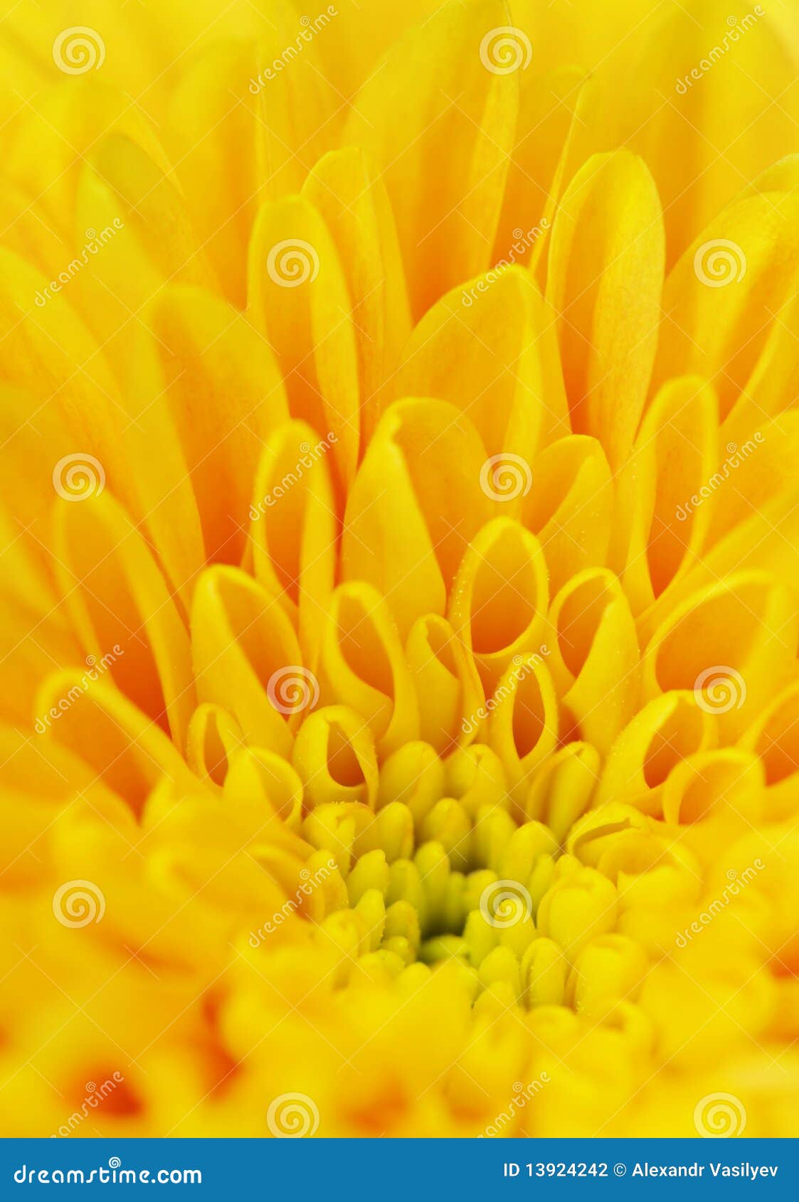 Petals of a yellow flower stock photo. Image of foreground - 13924242