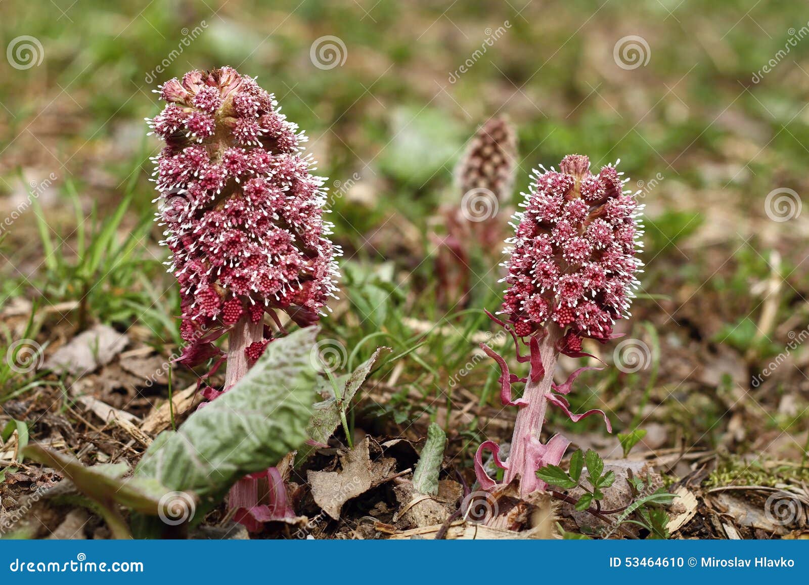 Petasites hybridus stock photo. Image of spring, medicinal - 53464610