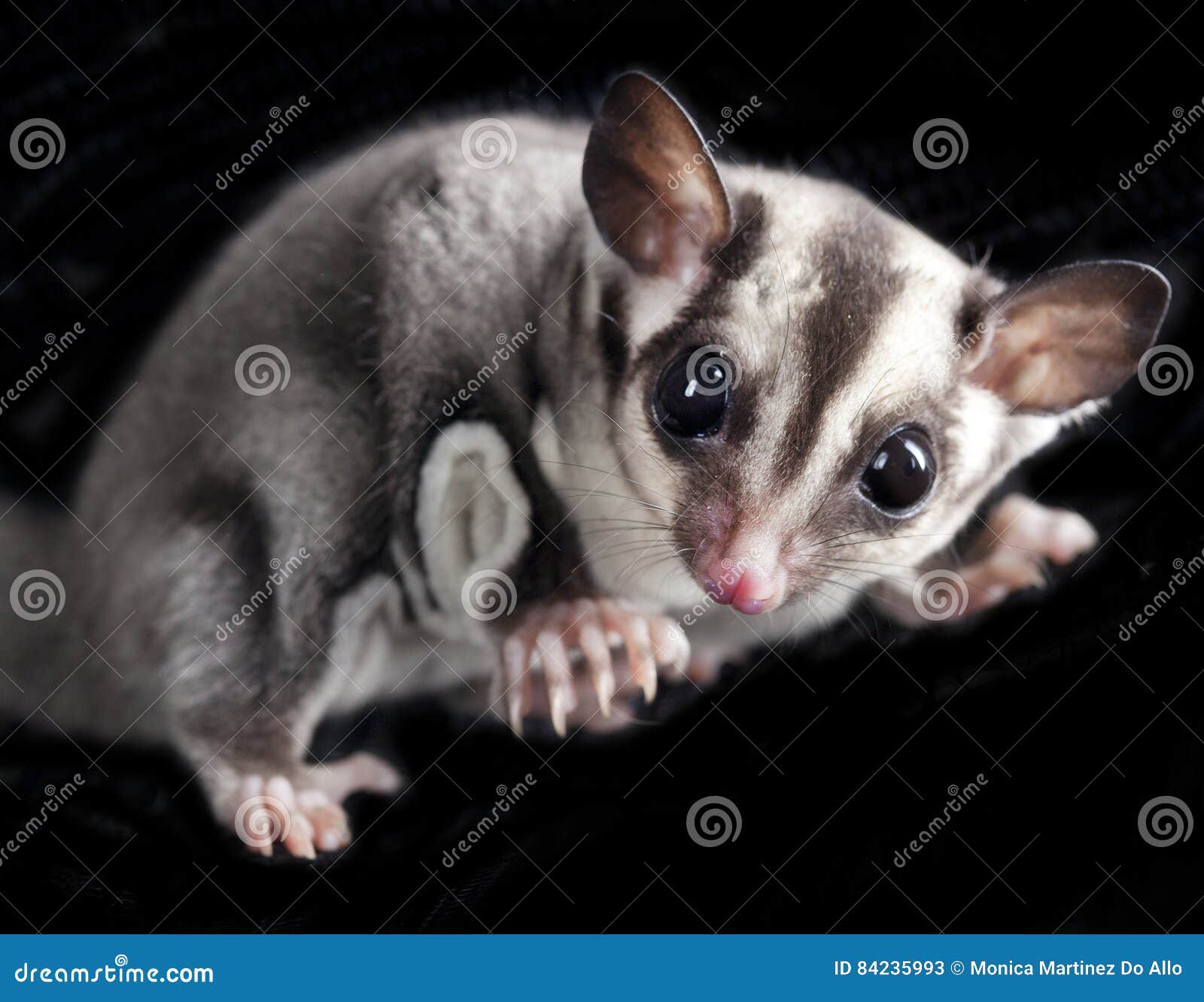 Petaurus Breviceps stock image. Image of studio, glider - 84235993