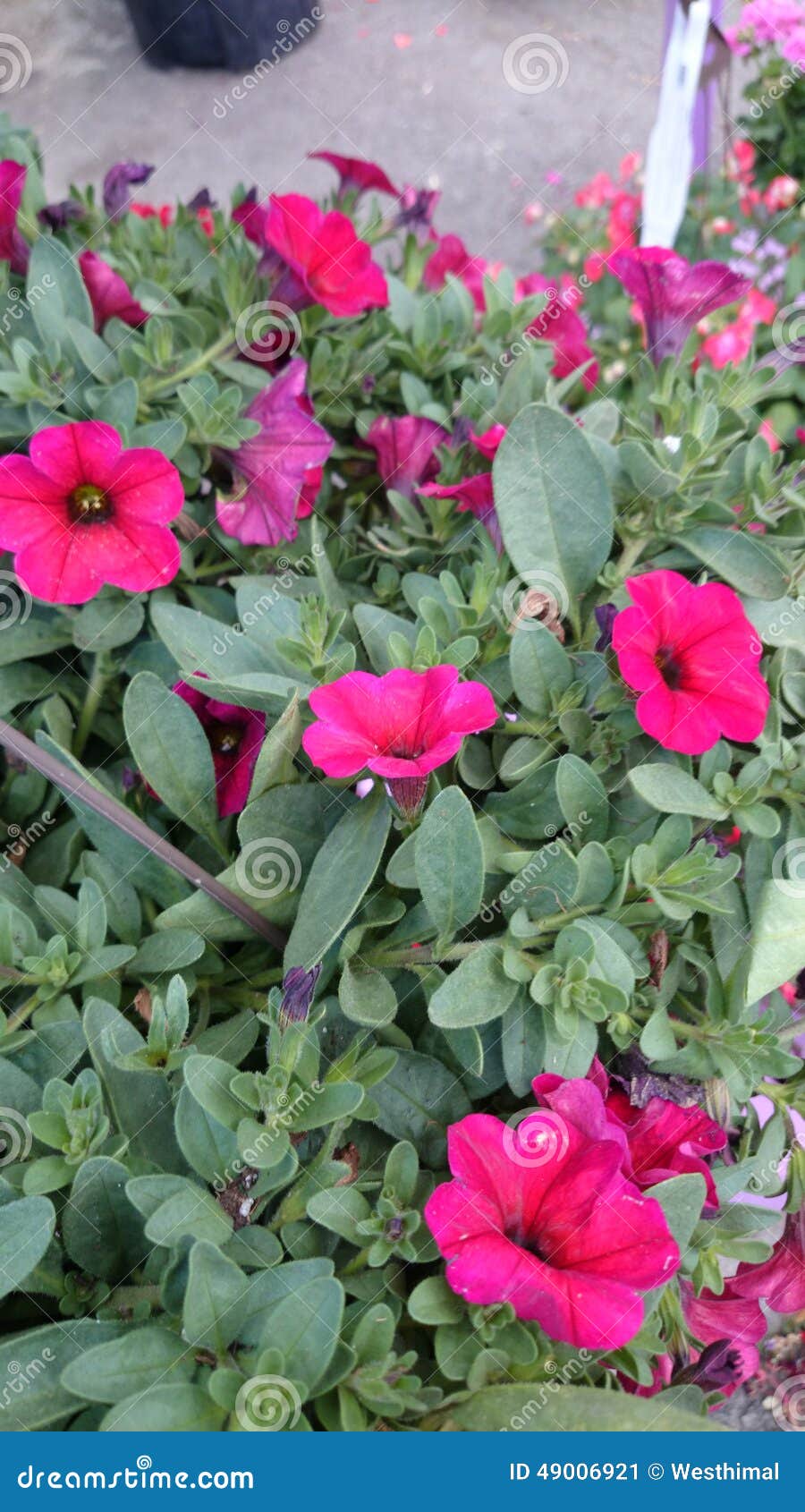 Petchoa Petunia Stock Photos - Free & Royalty-Free Stock Photos from ...