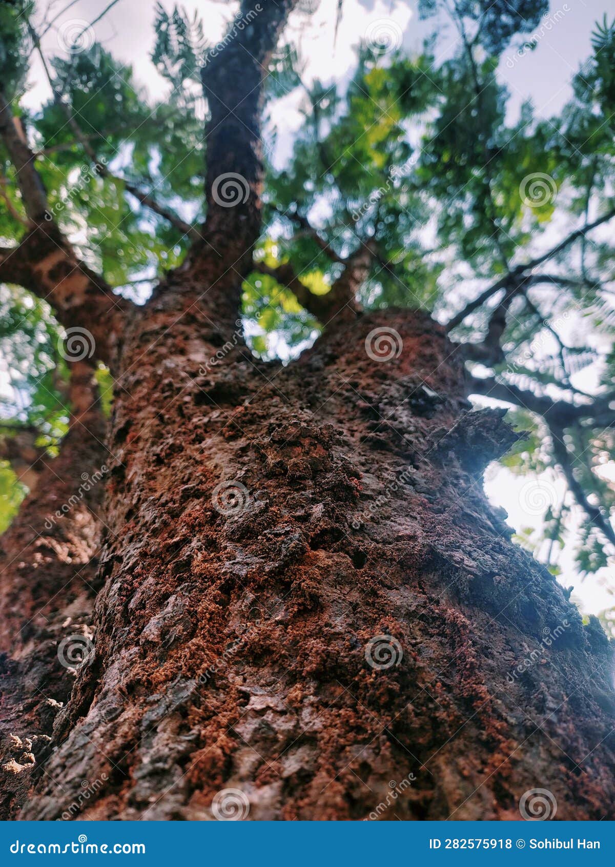Pete Tree in the Garden during the Day Stock Photo - Image of tree ...