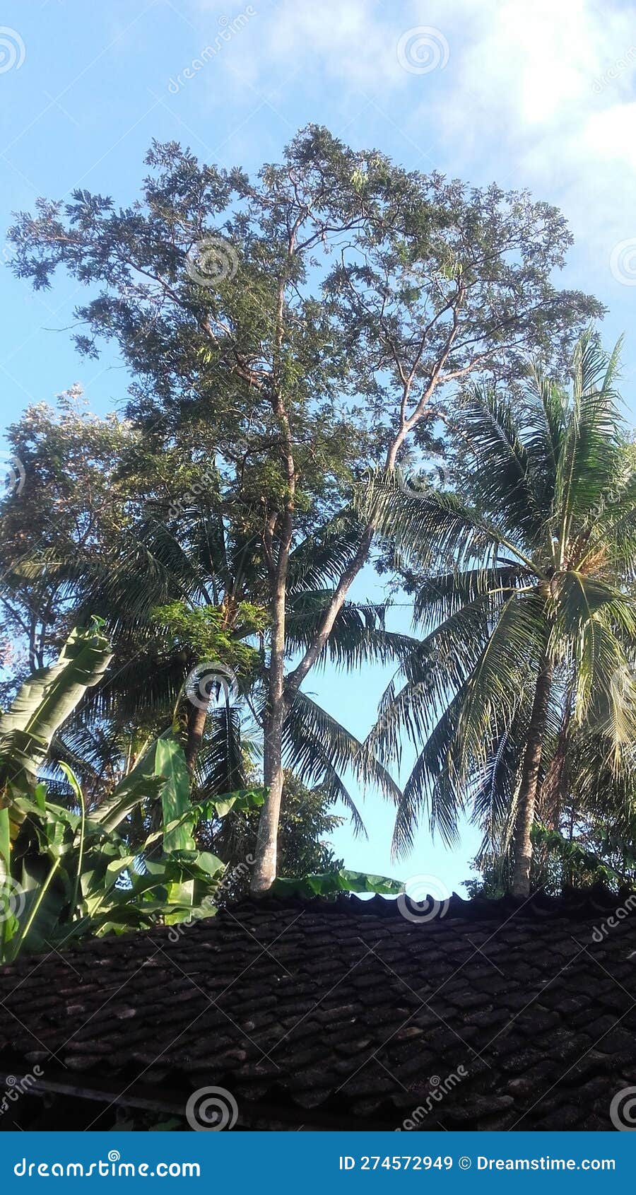 Pete tree in Indonesia stock image. Image of days, morning - 274572949