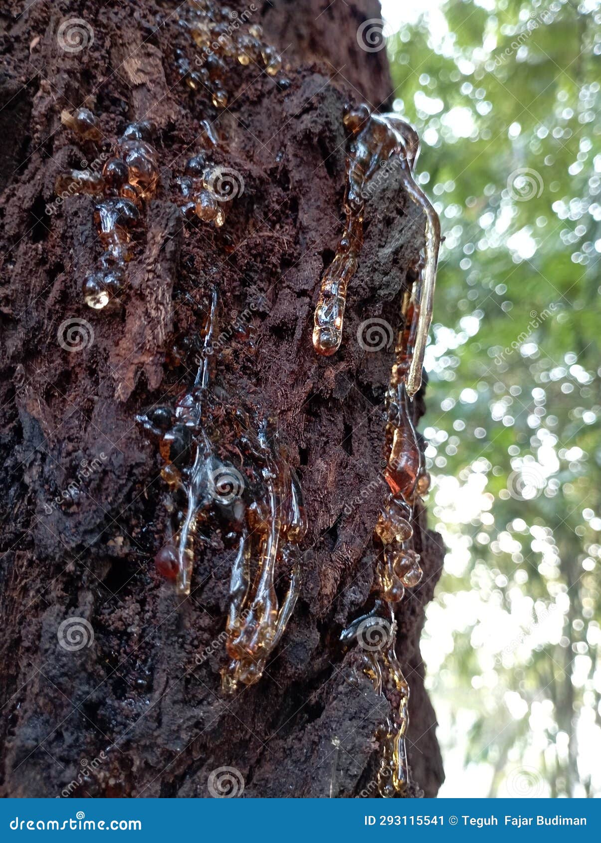 Pete tree sap stock image. Image of nature, insect, autumn - 293115541