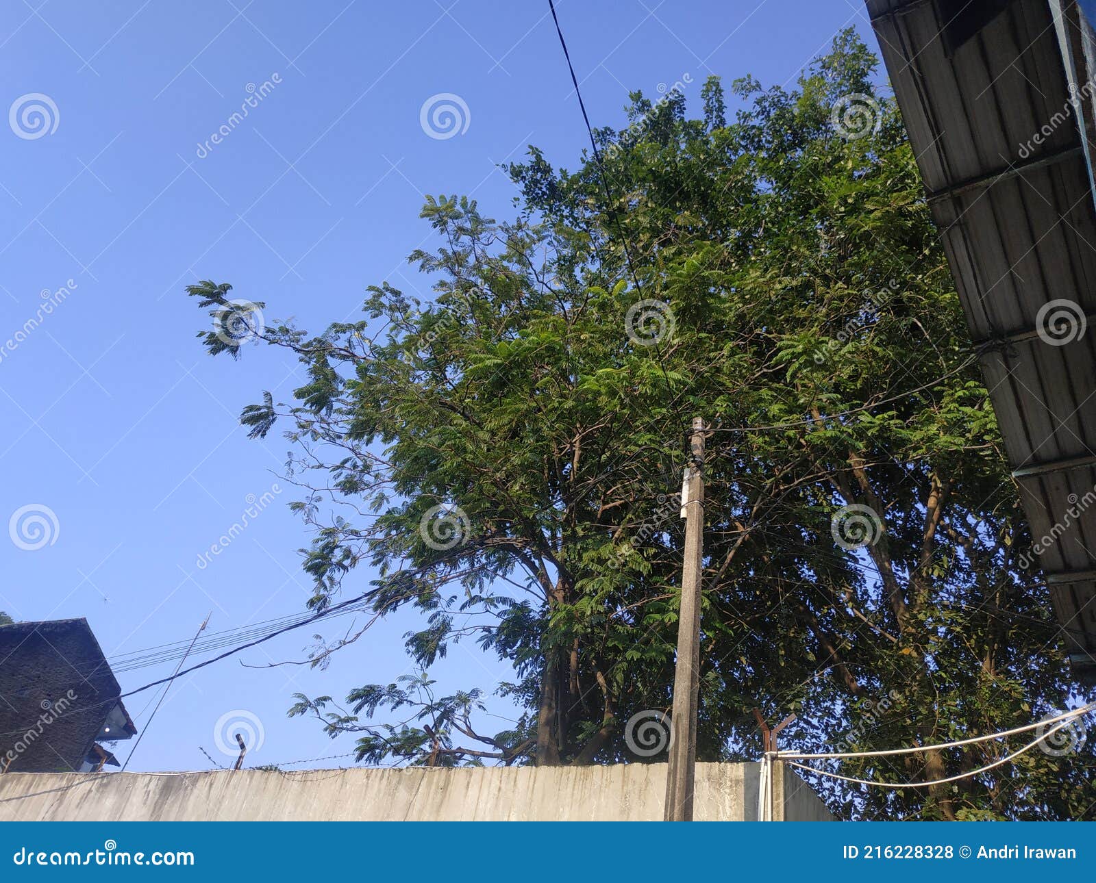 Pete trees stock photo. Image of nature, pete, park - 216228328