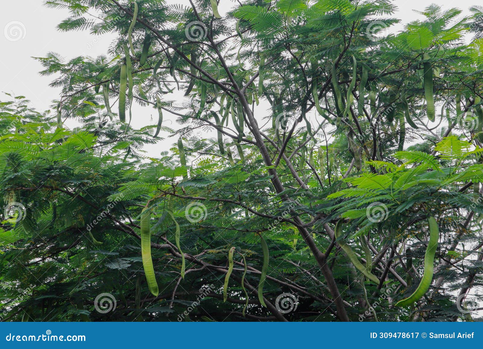 Pete Vegetable Tree that Bears Abundant Fruit Stock Image - Image of ...