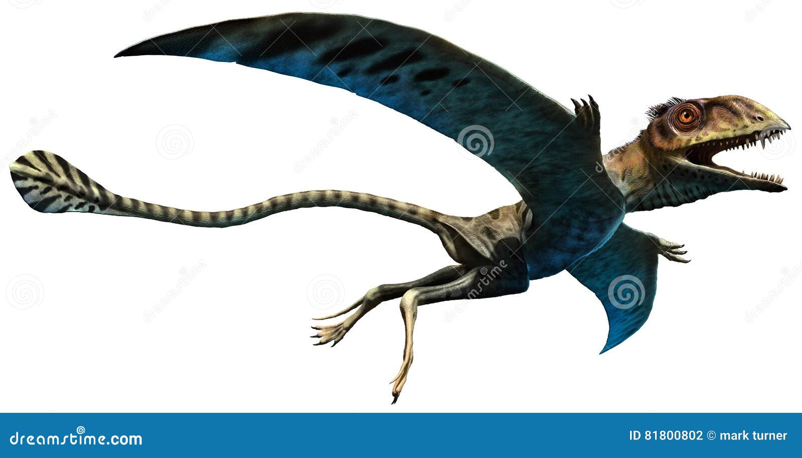 Peteinosaurus stock illustration. Illustration of dinosaur - 81800802