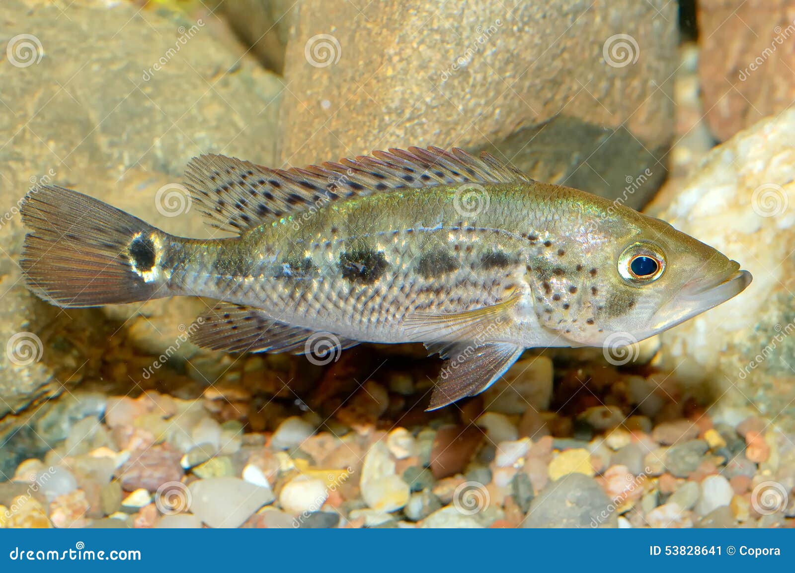 Petenia fish stock image. Image of tank, brown, cichlids - 53828641