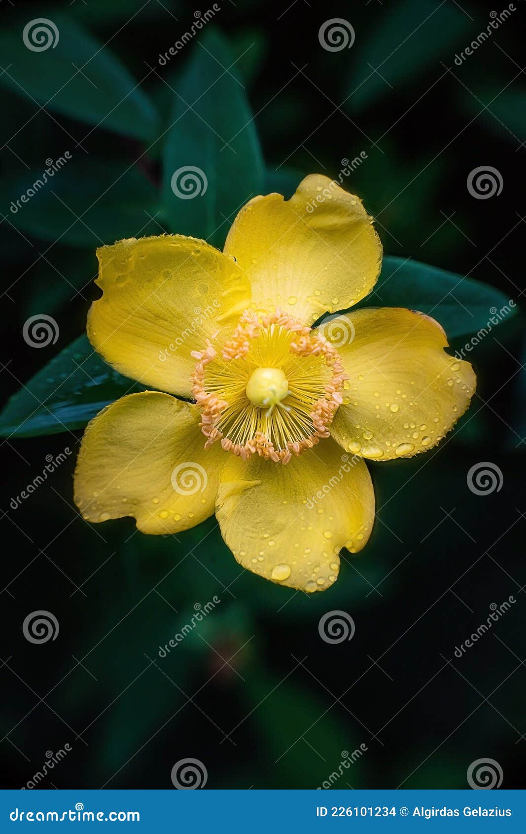 Peter Dummer Hypericum Dummeri Blossom after Rain Stock Photo - Image ...