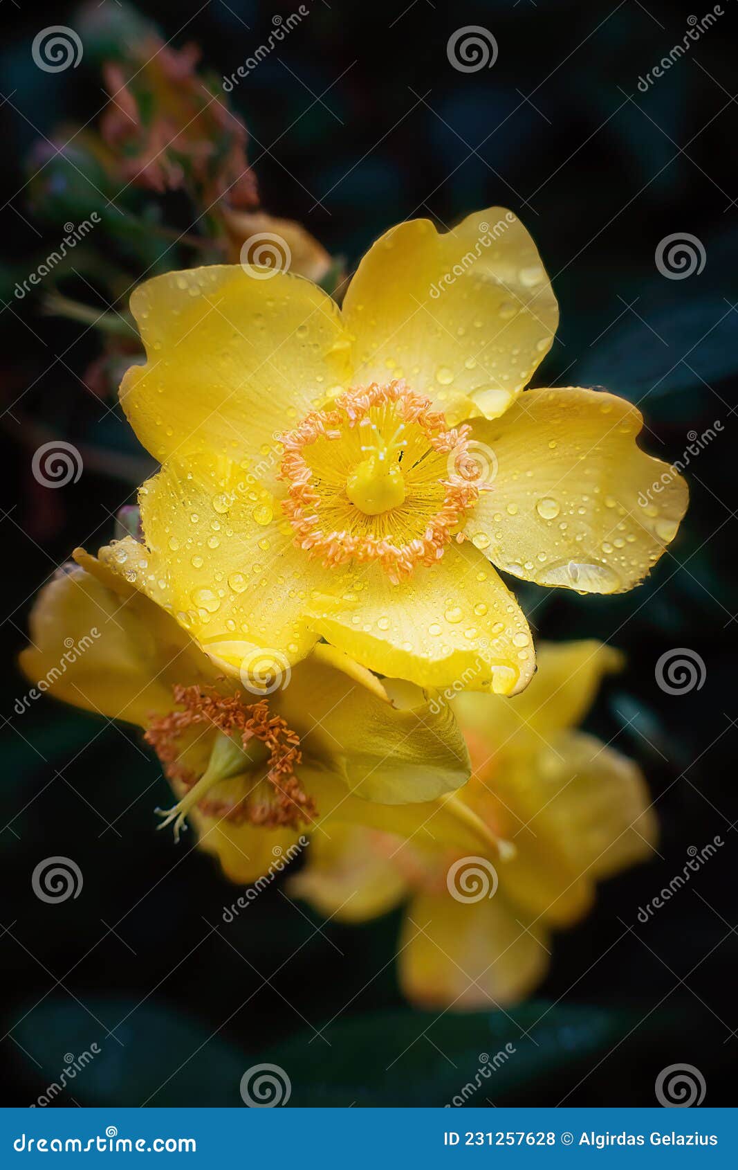Peter Dummer Hypericum Dummeri Blossom after Rain Stock Photo - Image ...