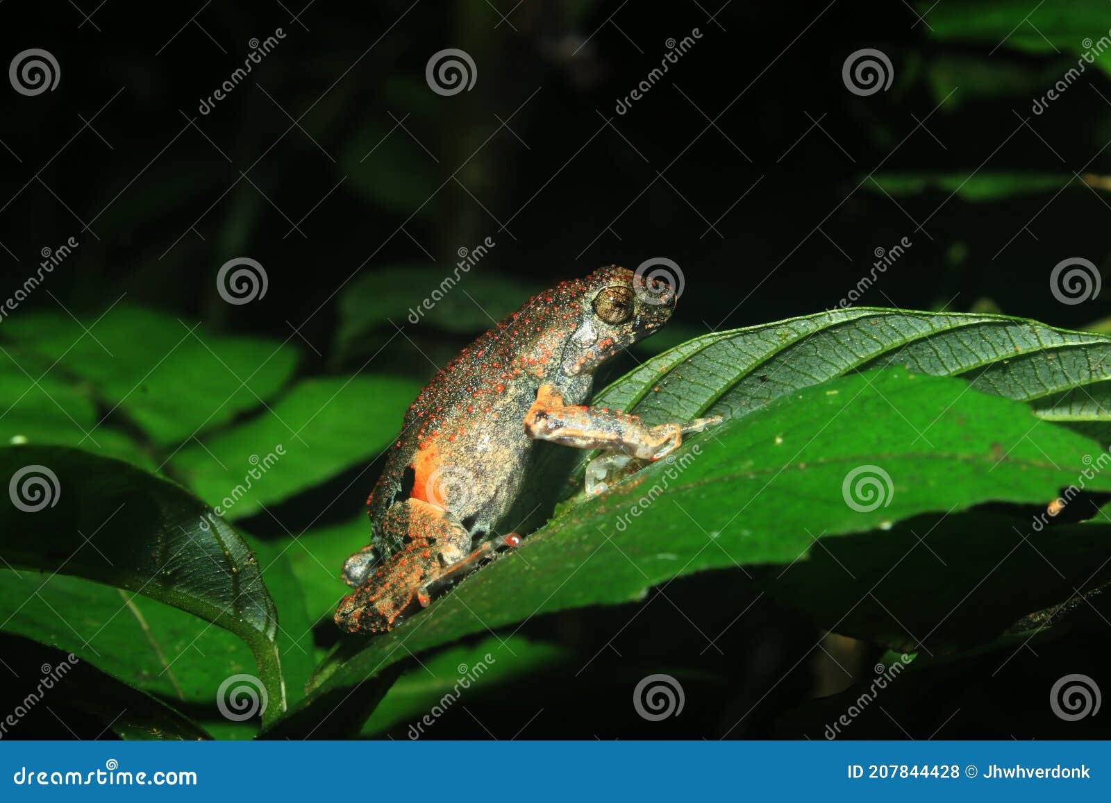 Peter`s Dwarf Frog, Engystomops Petersi, A Dark Brown Frog Or Toad With ...